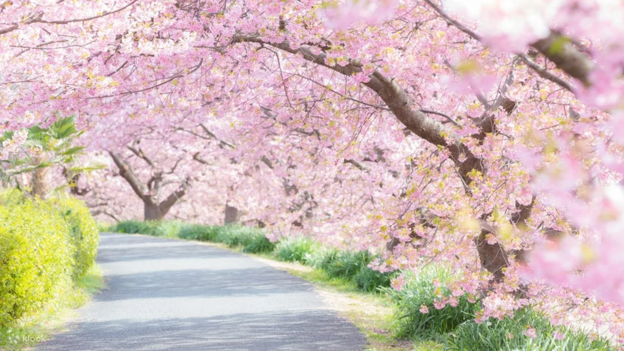 【日本櫻花狂熱景點優惠】2月伊豆賞河津櫻、富士山一日遊 - HyperAir