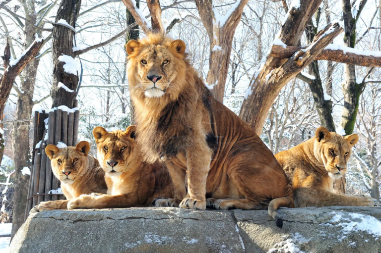 【2月18日Klook必搶優惠】自助餐低至HK$10、日本環球影城／愛寶樂園門票買一送一！ - HyperAir